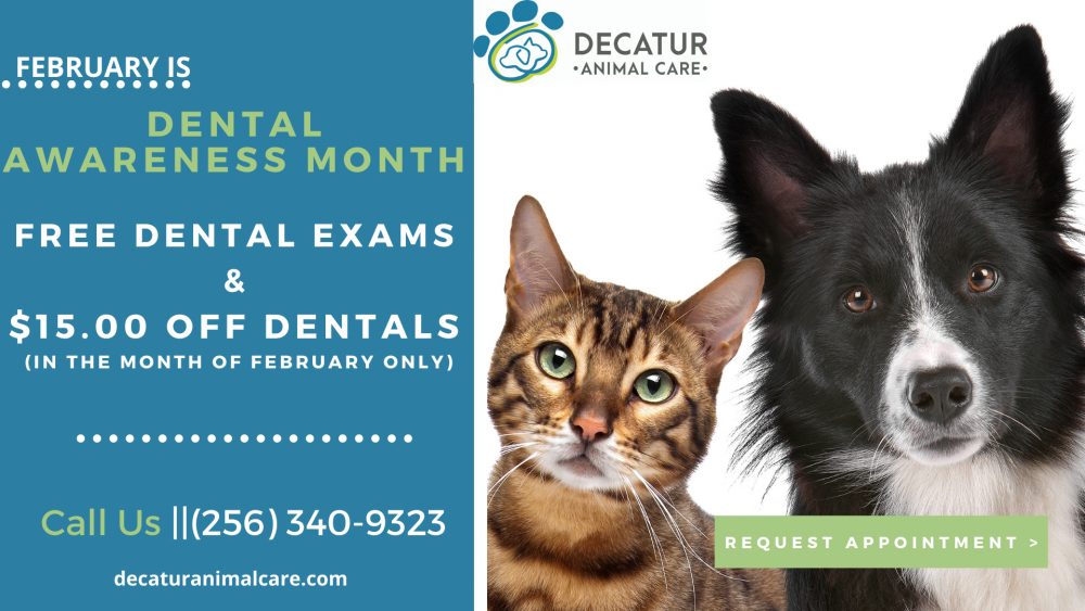 Veterinarian in Decatur, AL | Decatur Animal Care